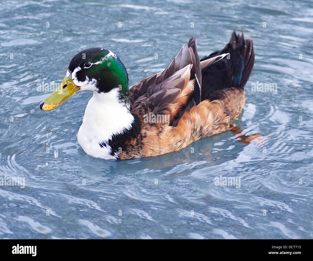 Beautiful colorful duck Stock Photo - Alamy