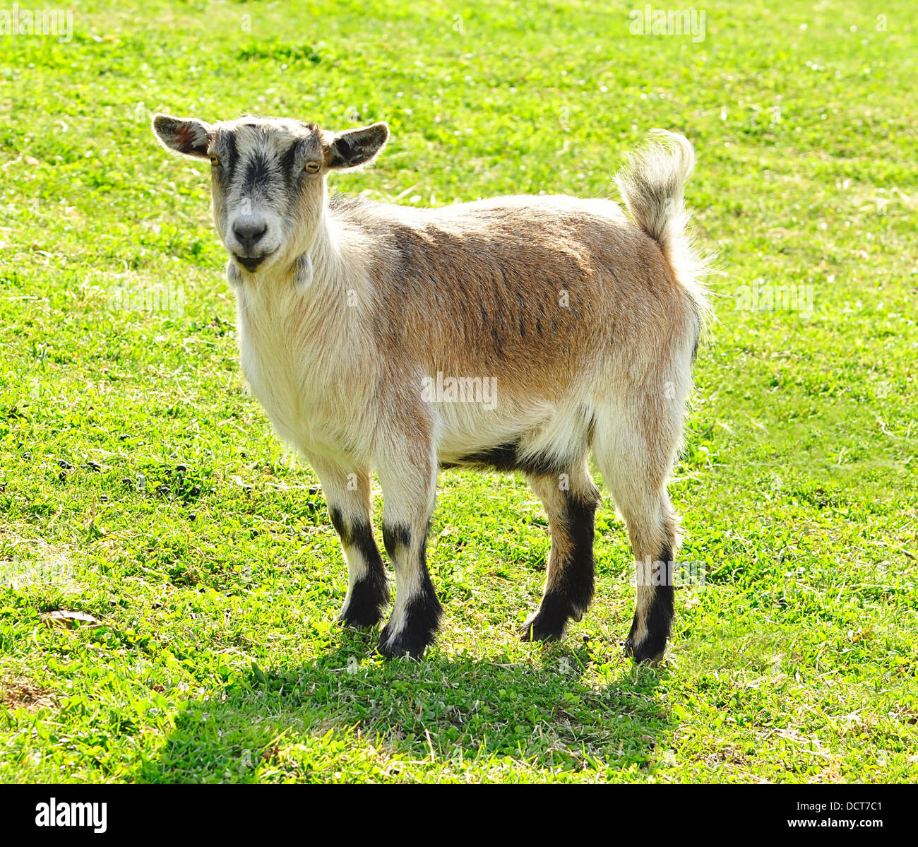 Land goat hi-res stock photography and images - Alamy