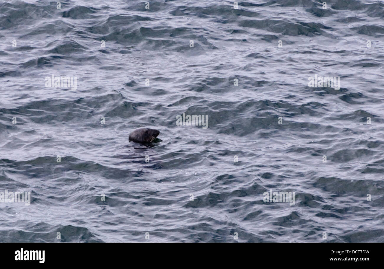 The Lizard Peninsula, Cornwall England UK. Grey Seal Stock Photo - Alamy