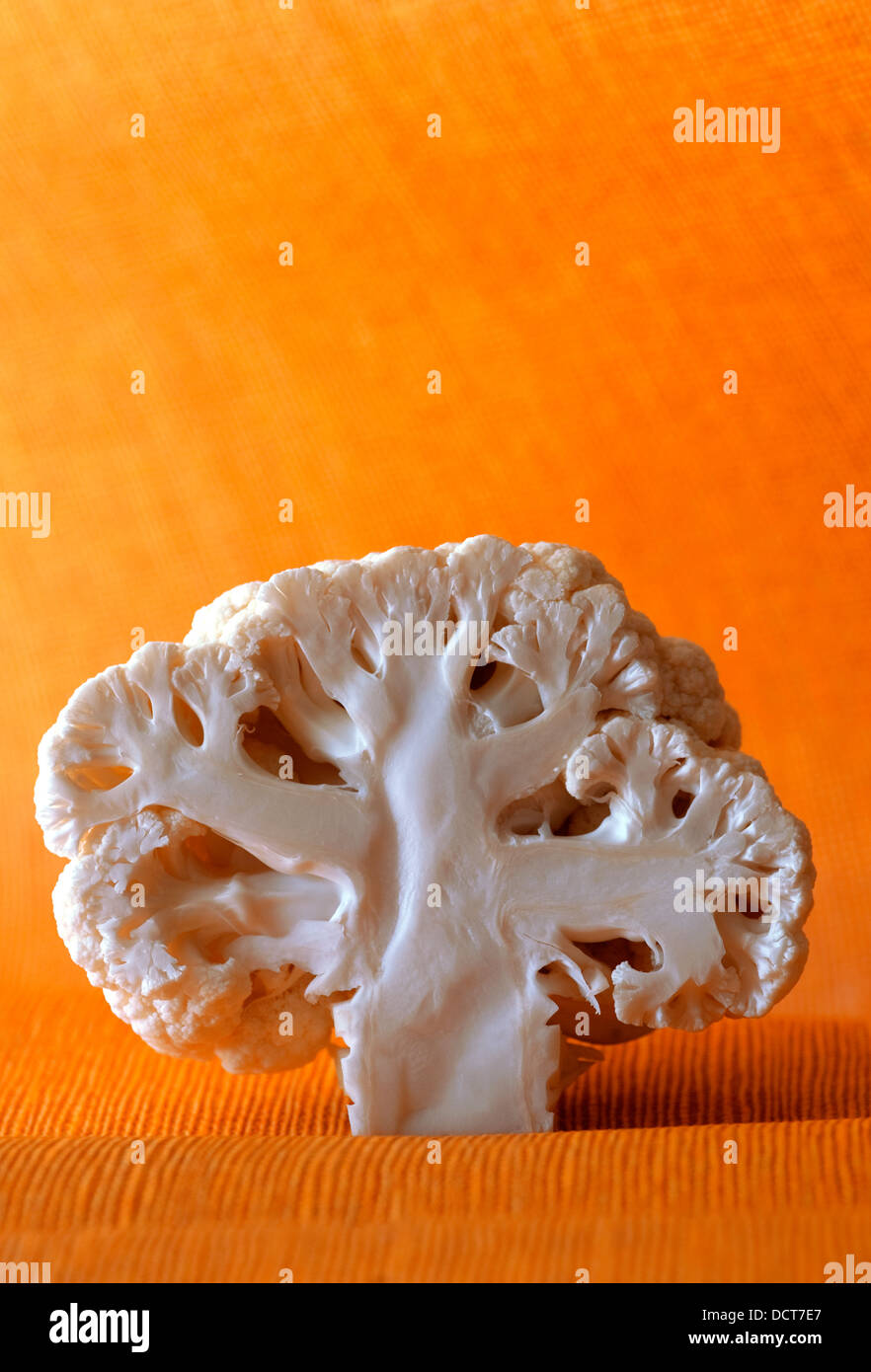 a striking graphic image of a cauliflower concept to look like a tree ...