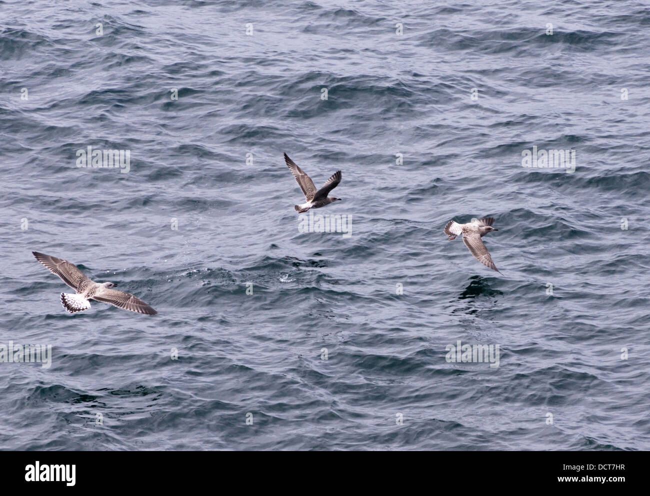 The Lizard Peninsula, Cornwall England UK. Coastal Birds Fulmar's Stock ...