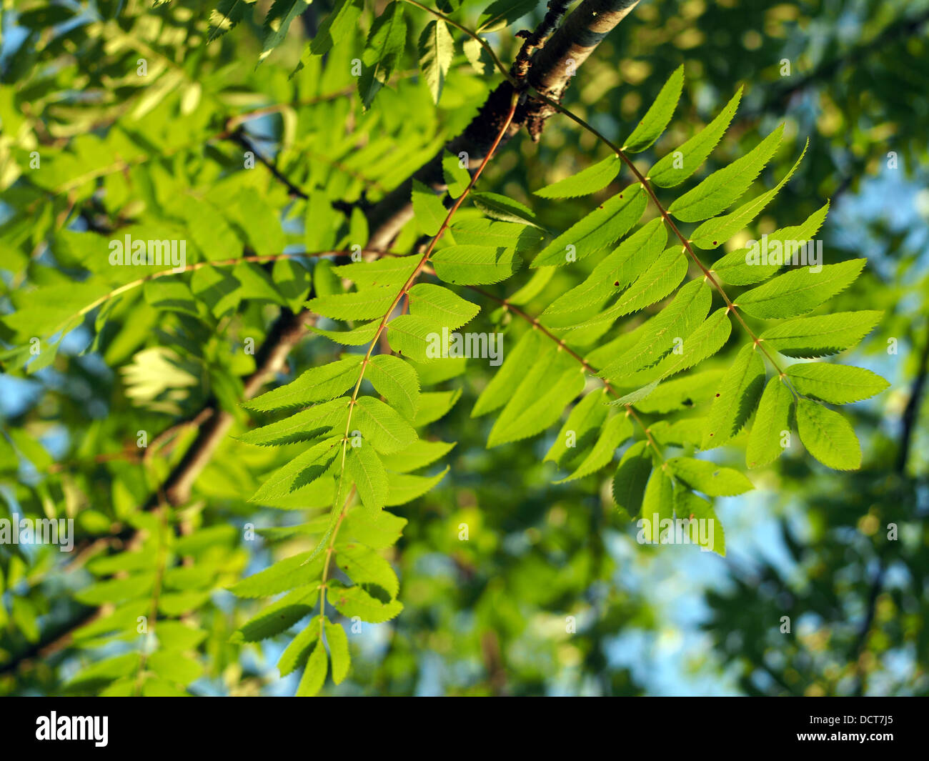 The leaves of mountain ash Stock Photo - Alamy