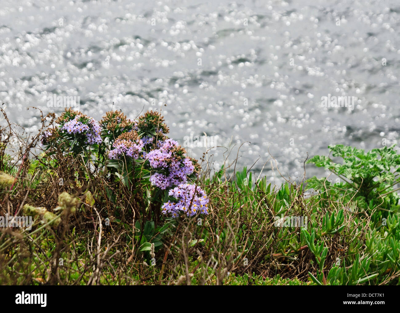 Sea carrot hi-res stock photography and images - Alamy