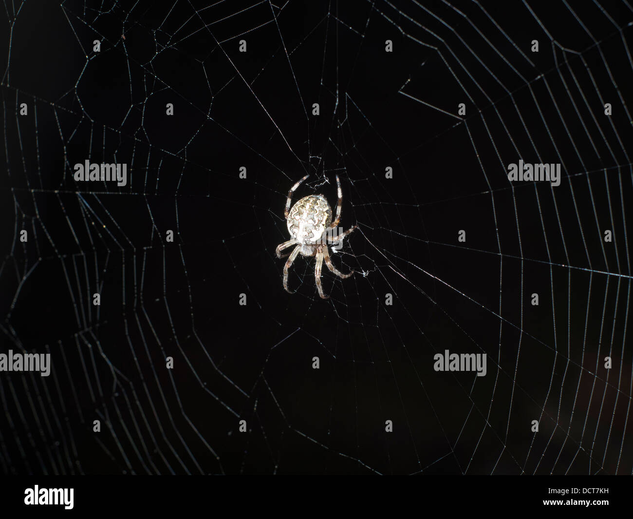 Spider strings hi-res stock photography and images - Alamy