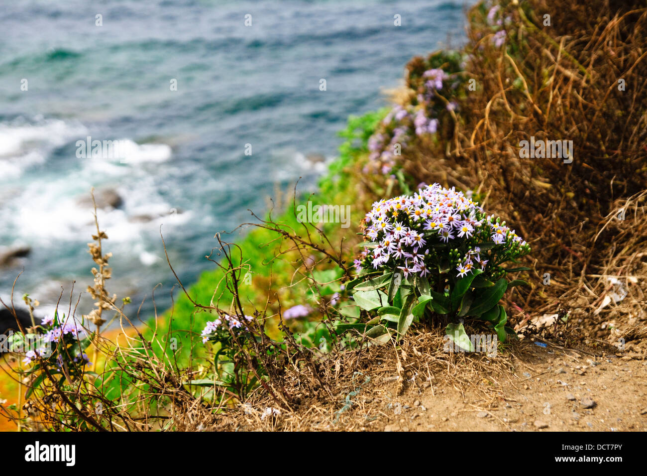 The Lizard Peninsula, Cornwall England UK. Sea Carrot Stock Photo - Alamy