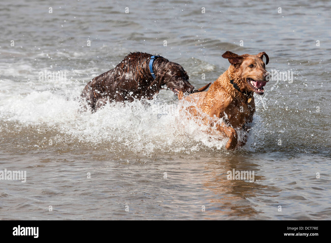Water play dogs hi-res stock photography and images - Alamy