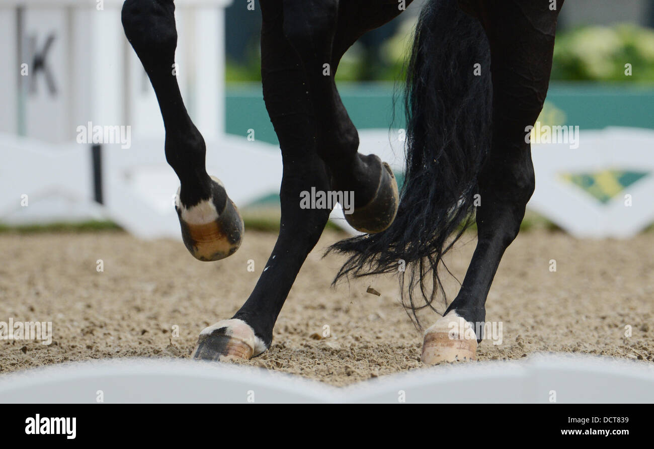 Herning, Denmark. 21st Aug, 2013. The legs of Fleetwood, the horse of ...
