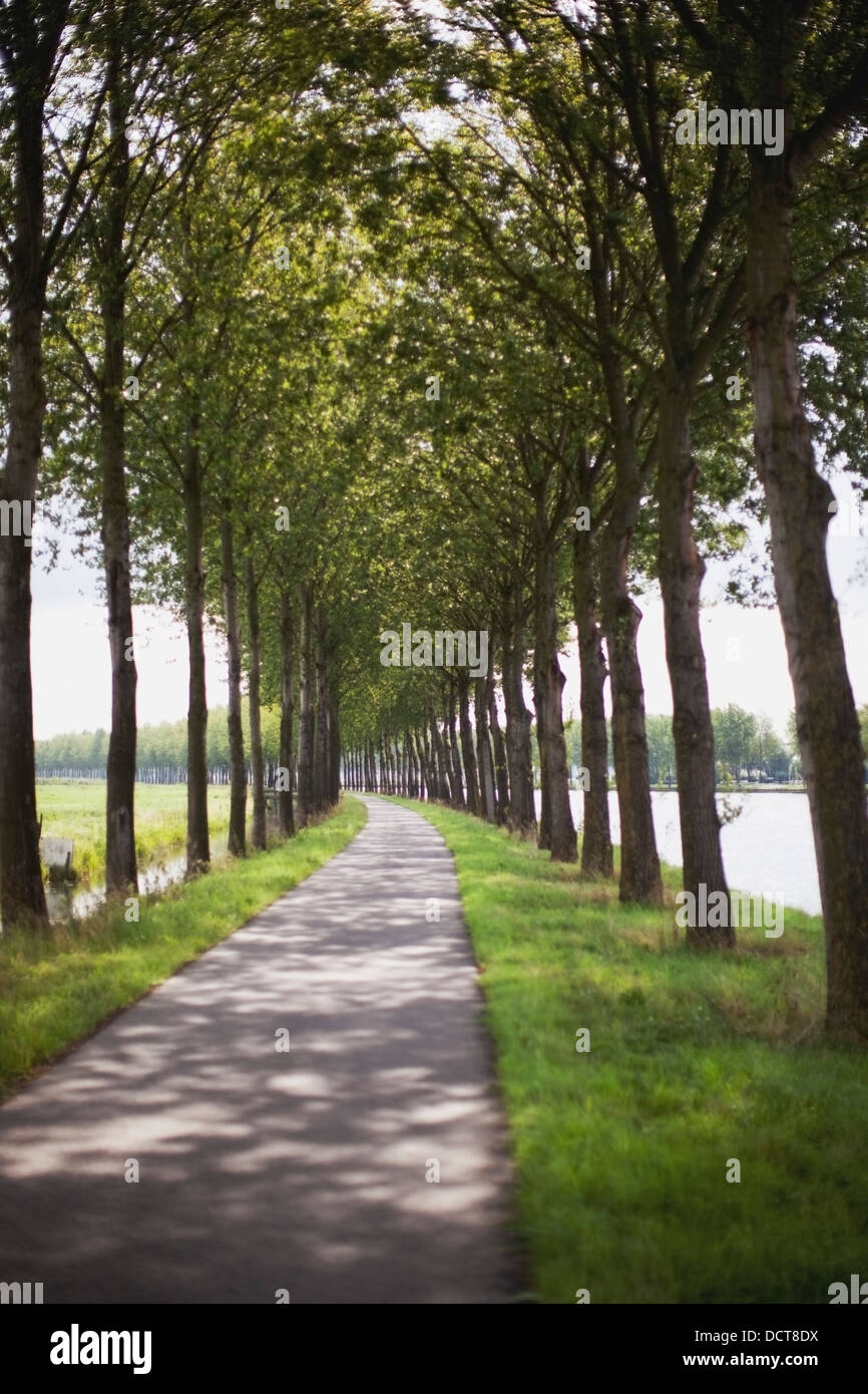 Trees Lining A Path And Canal; Houten, The Netherlands Stock Photo - Alamy
