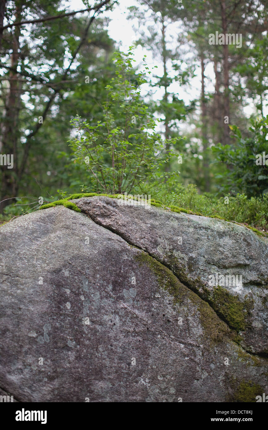 Moss Growing On A Rock; Kristiansand, Norway Stock Photo - Alamy