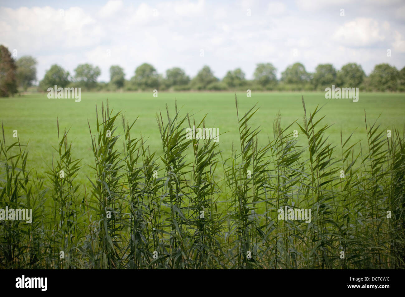 Long Grass And Trees Along The Edge Of A Field; Houten, The Netherlands ...