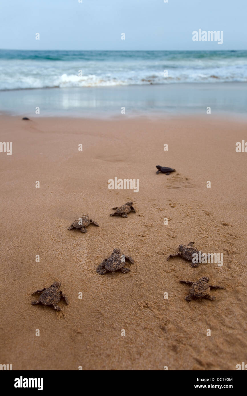 Loggerhead sea turtle hatch hi-res stock photography and images - Alamy