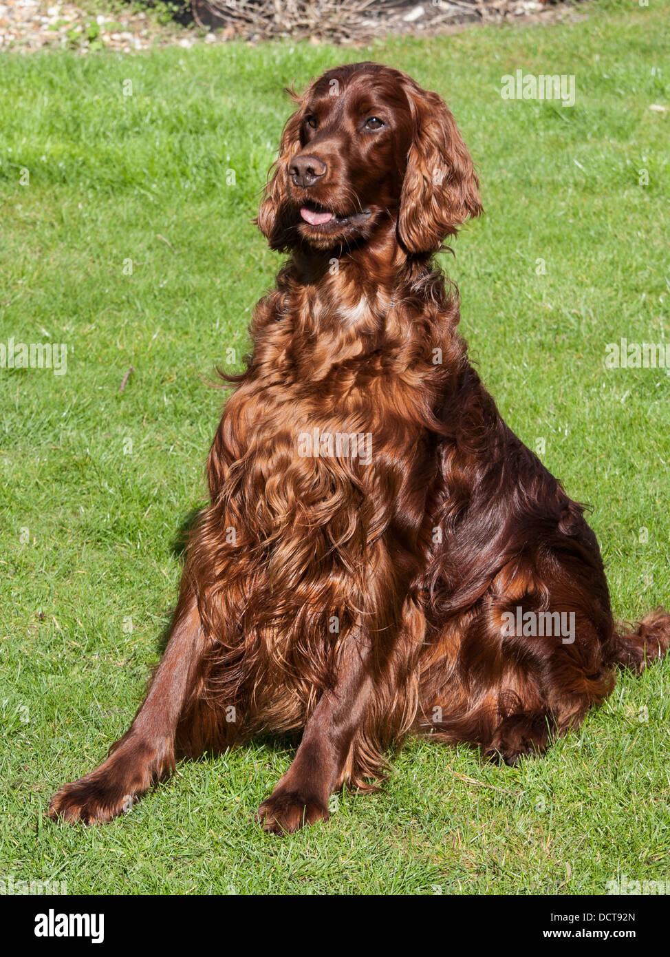 Irish setter sitting on garden lawn Stock Photo - Alamy