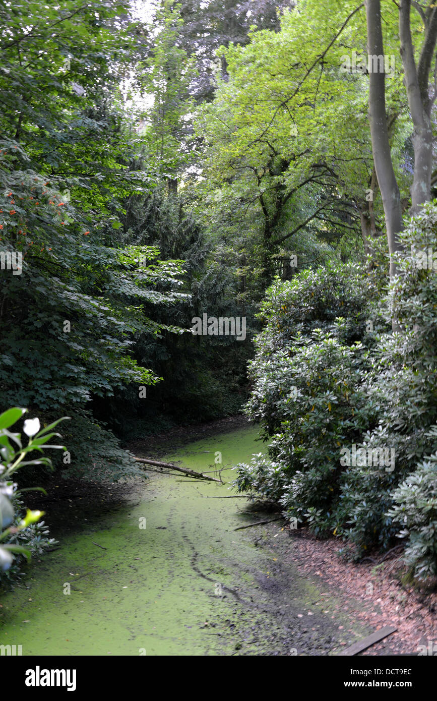 A landscape in a forest Stock Photo - Alamy
