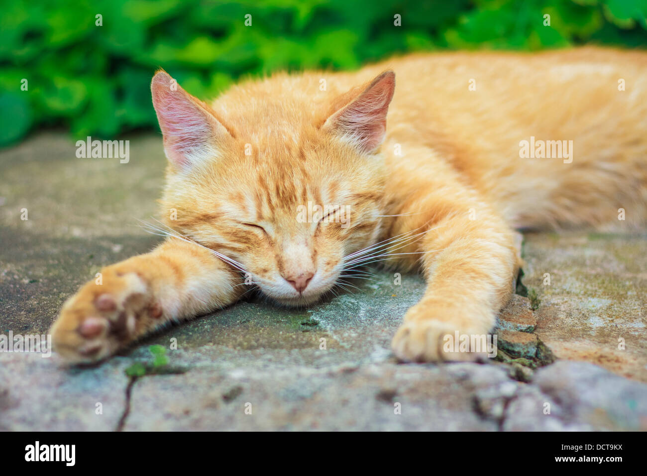 Young Red Kitten Sleeping Outdoor Stock Photo - Alamy