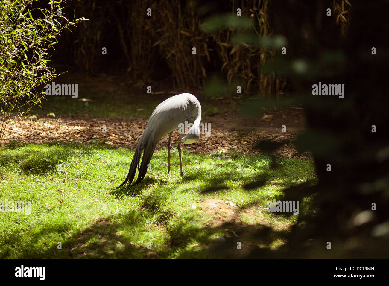 Leg legs long bird hi-res stock photography and images - Alamy