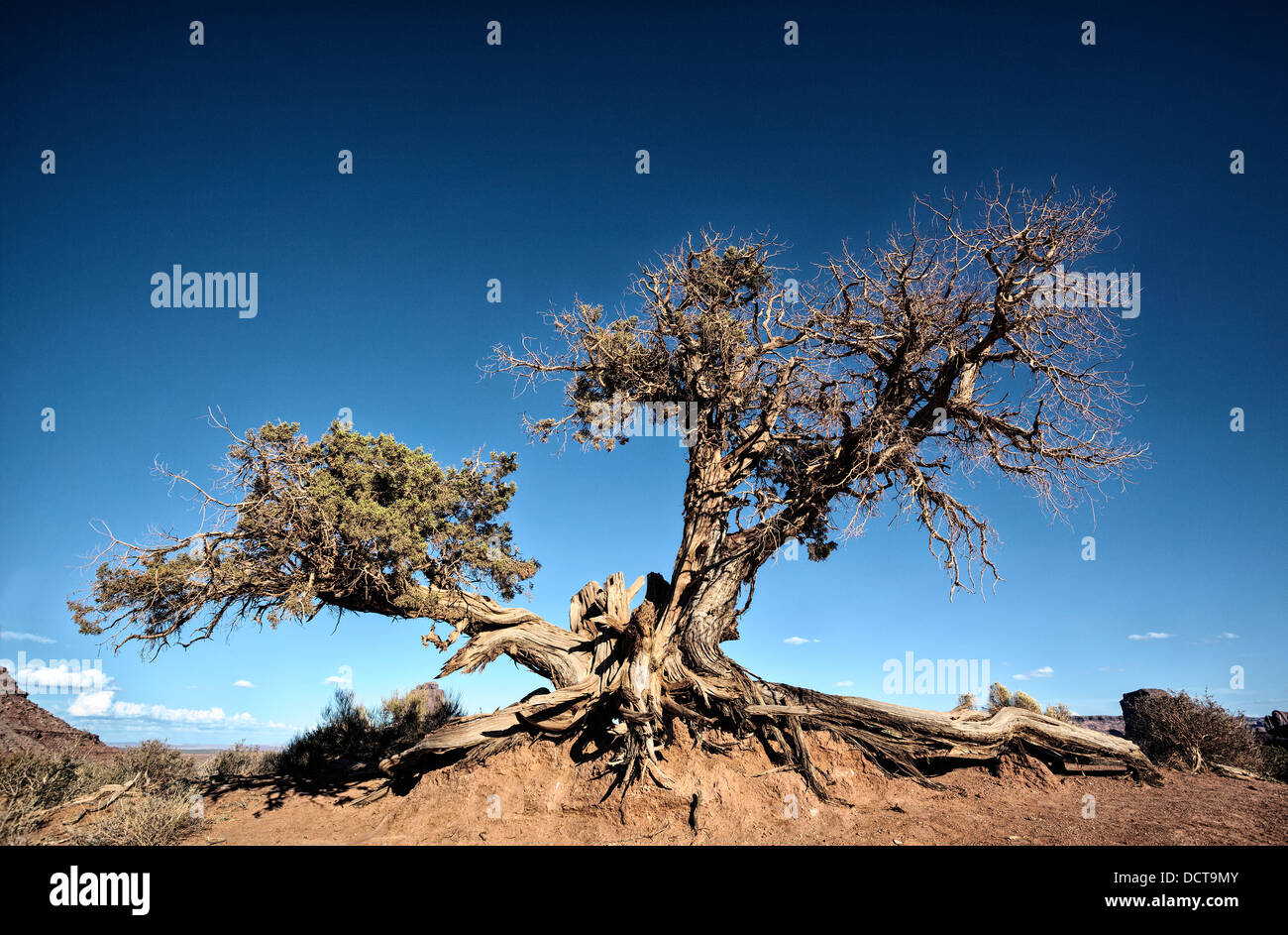 big tree root Stock Photo - Alamy