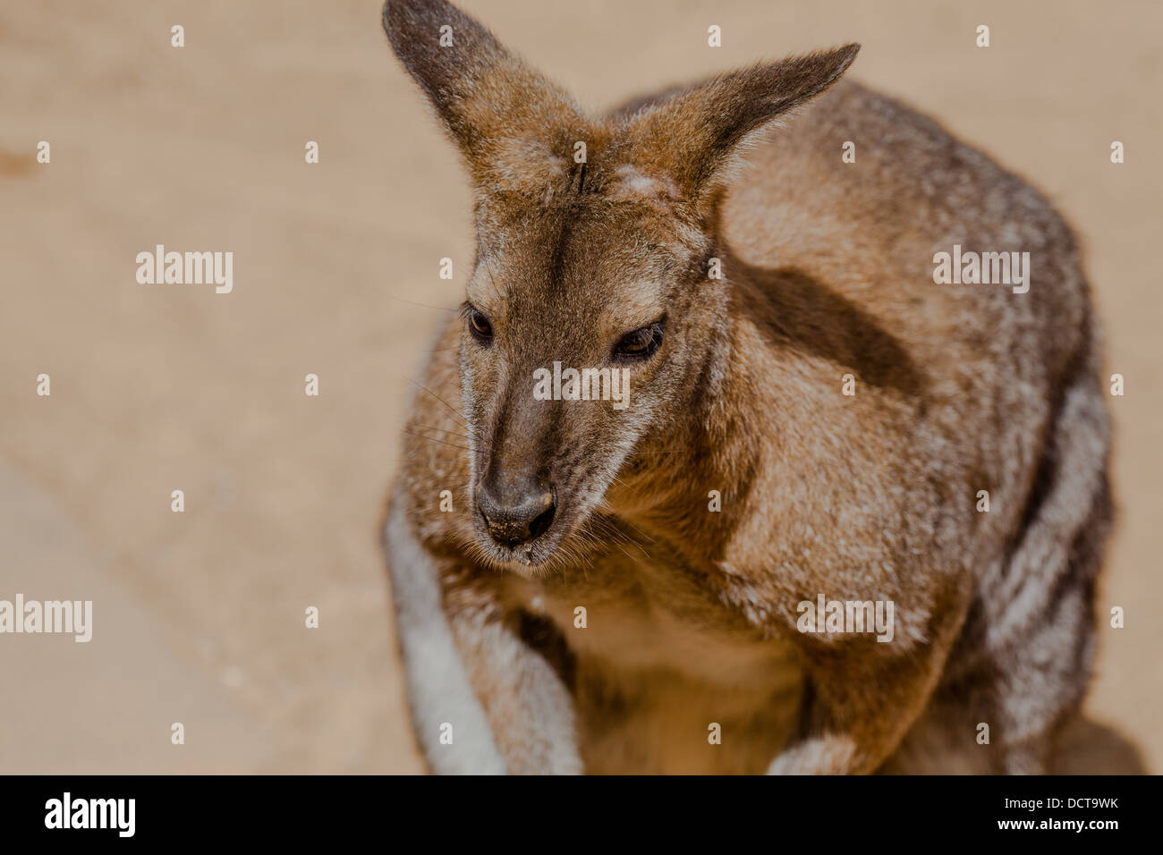 Wallaby from front, showing face and head and eyes Stock Photo - Alamy