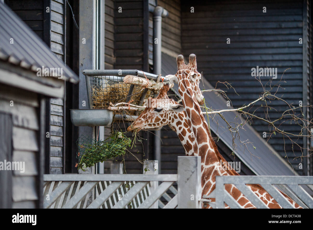 Giraffe eating hay hi-res stock photography and images - Alamy