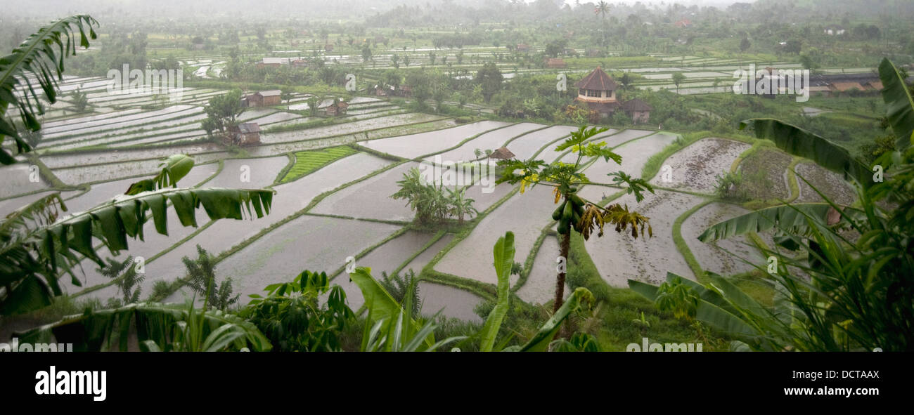 Rice Terrace, Bali, Indonesia Stock Photo - Alamy