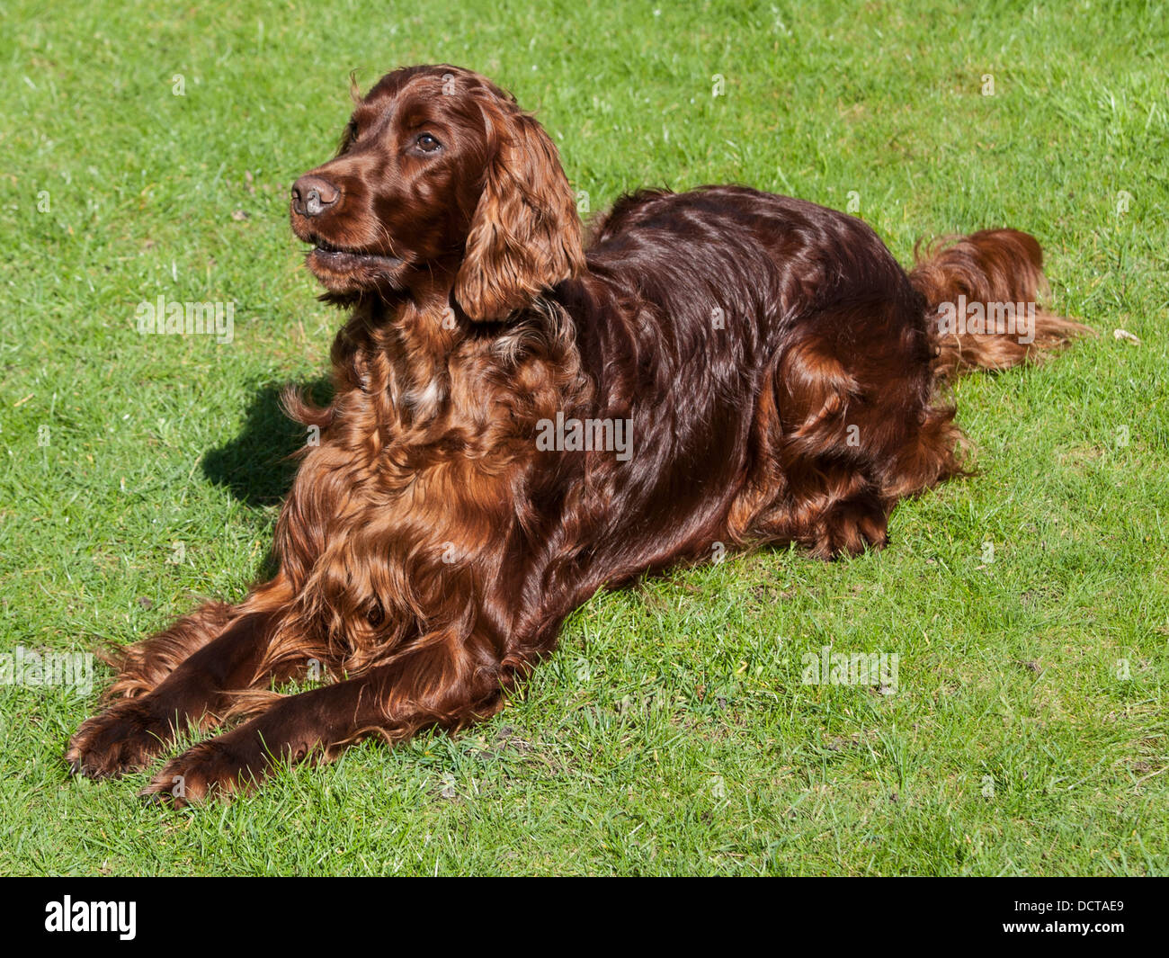 Irish setter sitting on garden lawn Stock Photo - Alamy