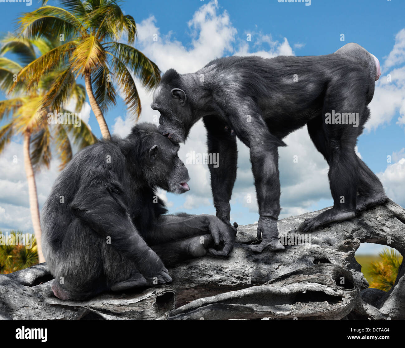 Monkeys kissing hi-res stock photography and images - Alamy