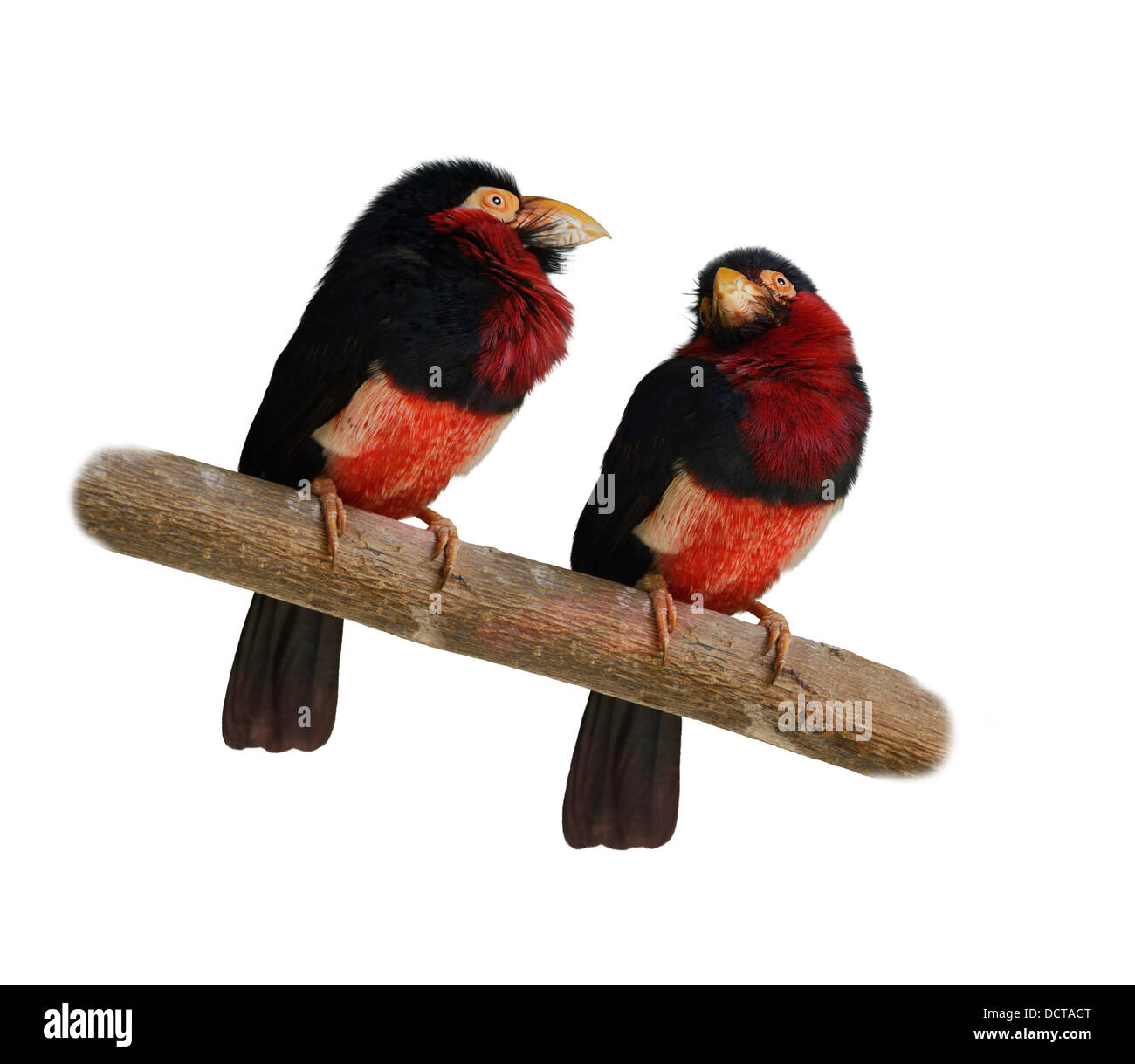 African barbet hi-res stock photography and images - Alamy