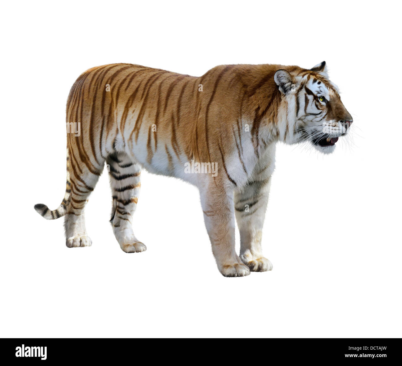 Closeup tiger Cut Out Stock Images & Pictures - Alamy