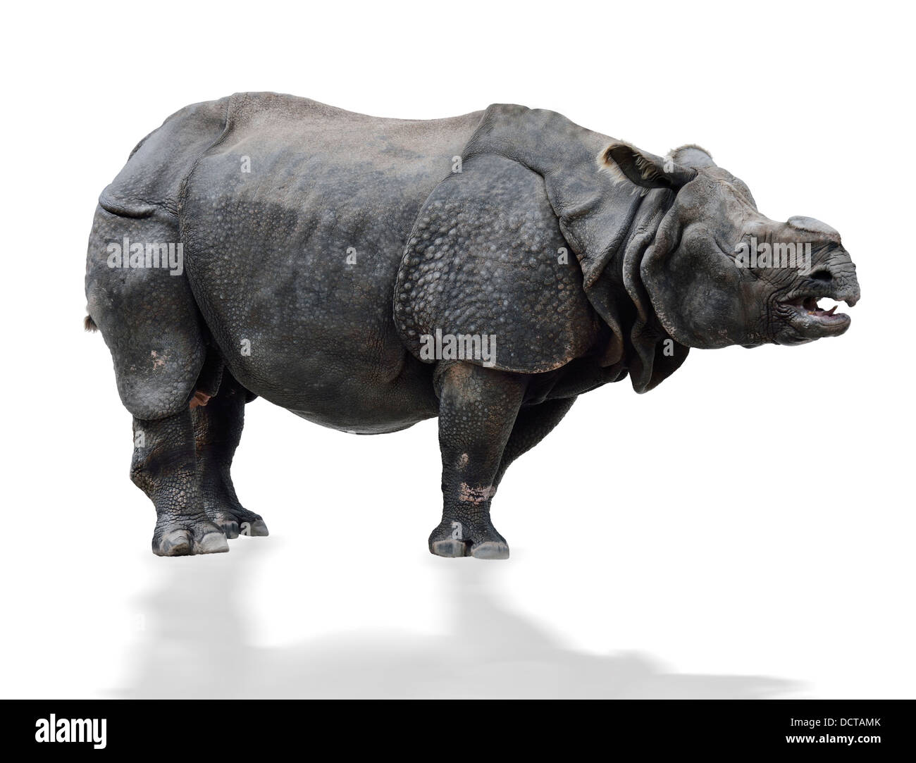 Indian Rhinoceros Stock Photo - Alamy