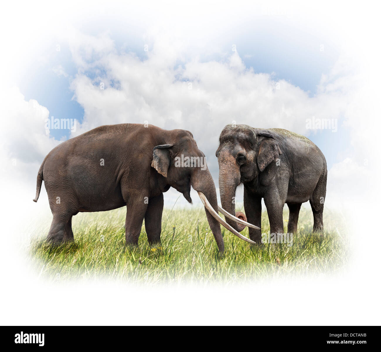Collage elephant hi-res stock photography and images - Alamy