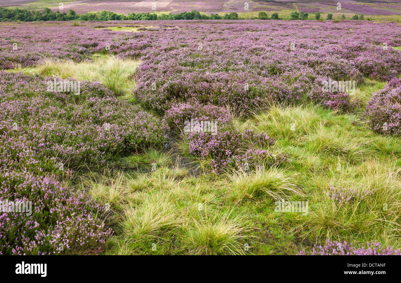 Heather in bloom, Goathland, Yorkshire, UK Stock Photo - Alamy