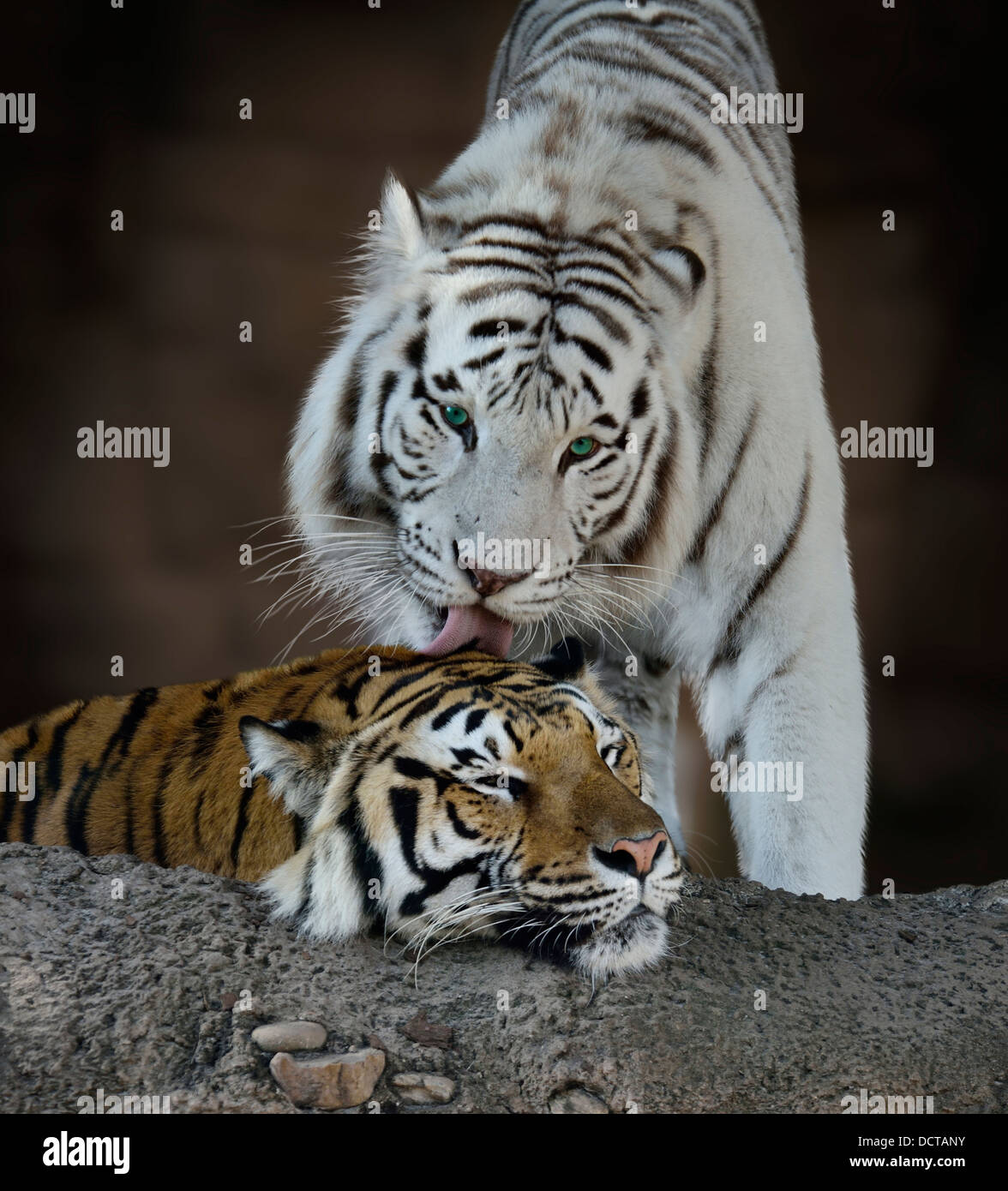White And Brown Tigers Stock Photo - Alamy