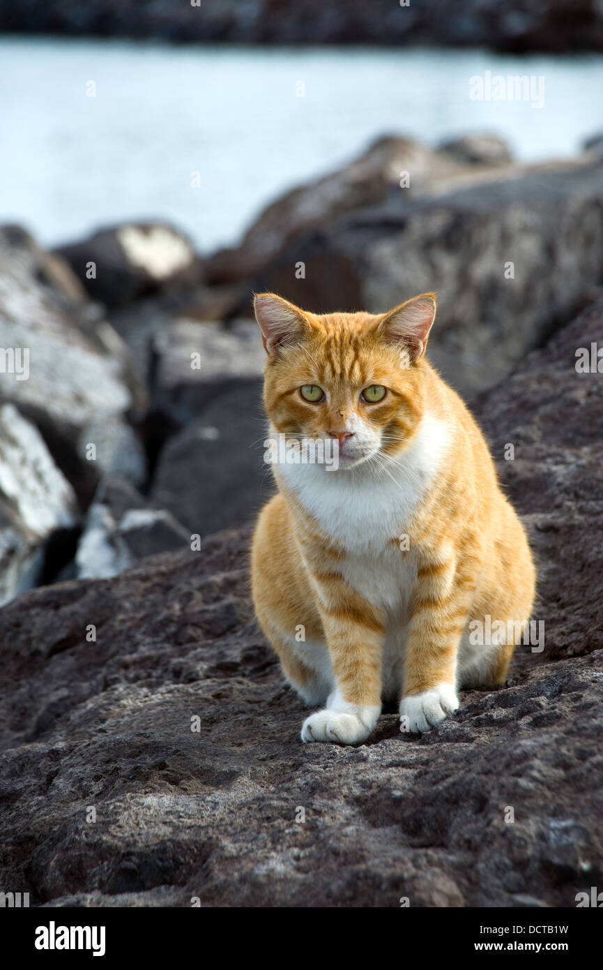 Las palmas de gran caneria hi-res stock photography and images - Alamy