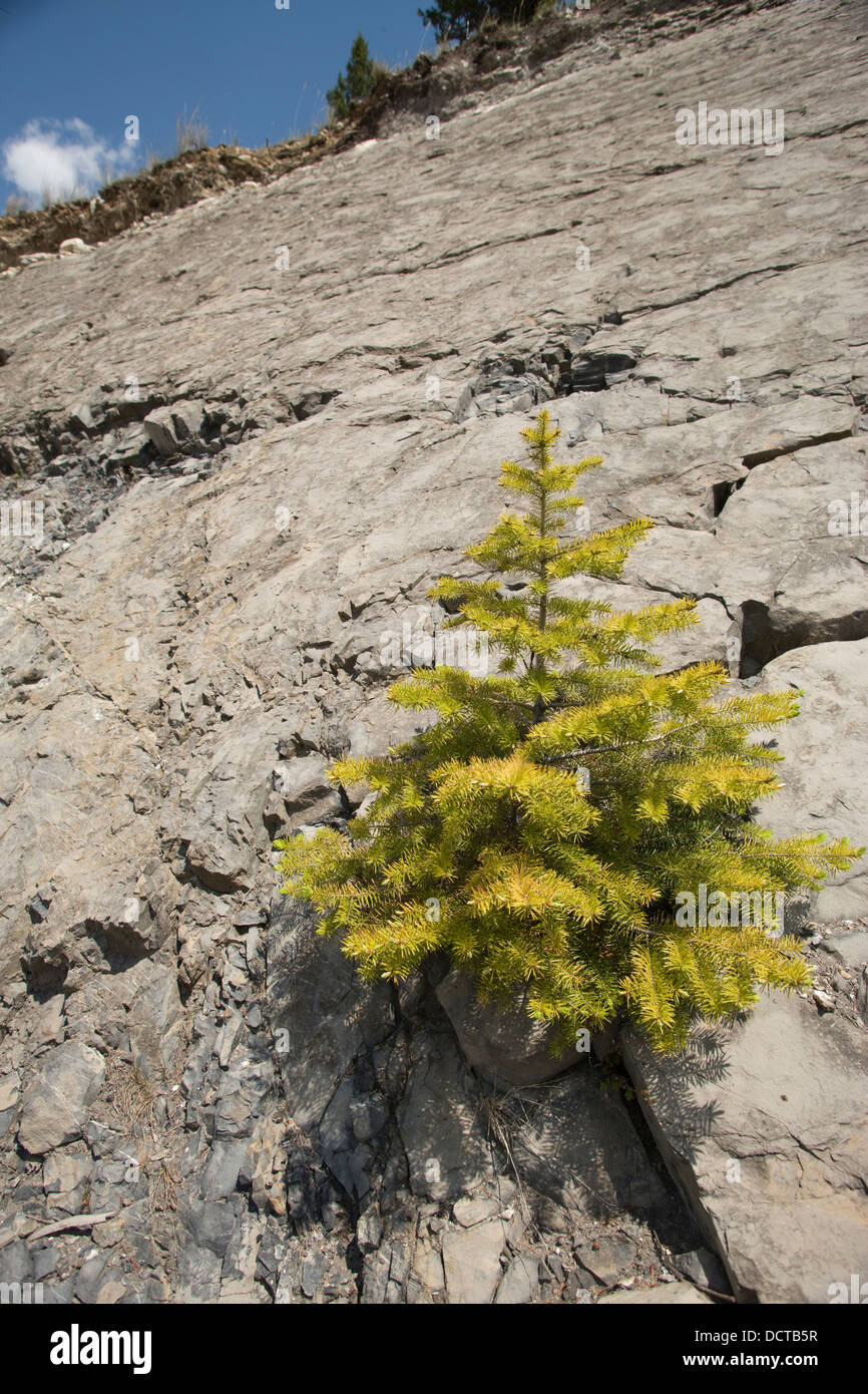Tree growing in rock hi-res stock photography and images - Alamy