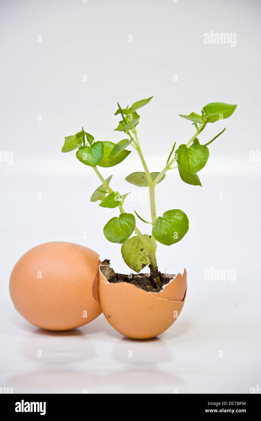 tree in egg shell for environment Stock Photo - Alamy