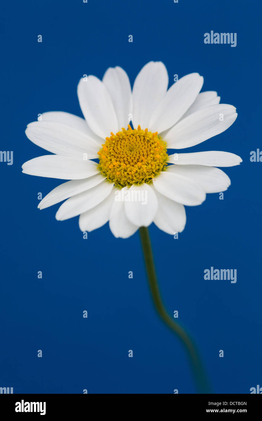 A brightly coloured flower against a vivid blue background Stock Photo ...