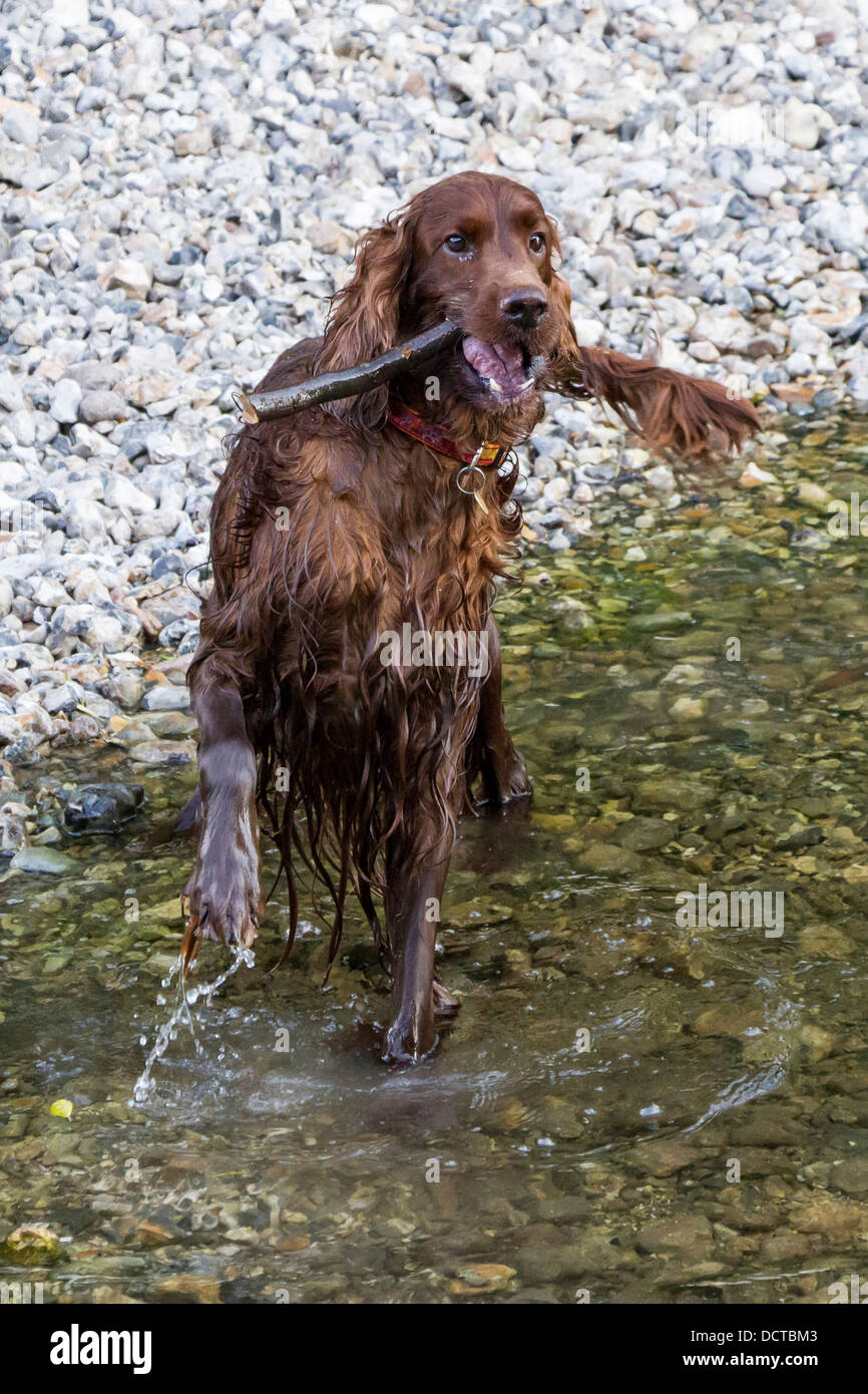 Irish setter dog playing in water in river with stick in mouth Stock ...