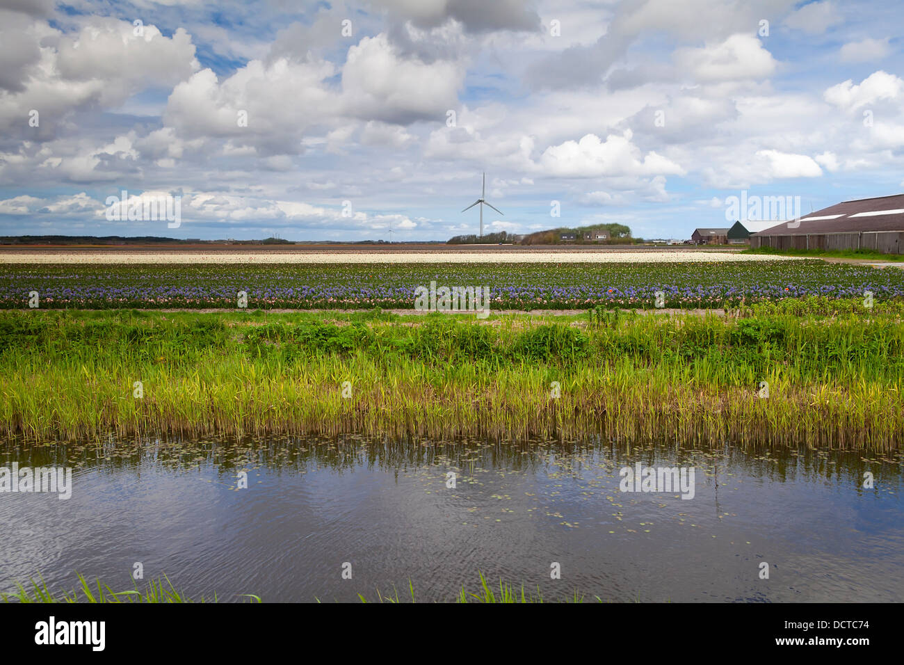 Tulip farm river hi-res stock photography and images - Alamy