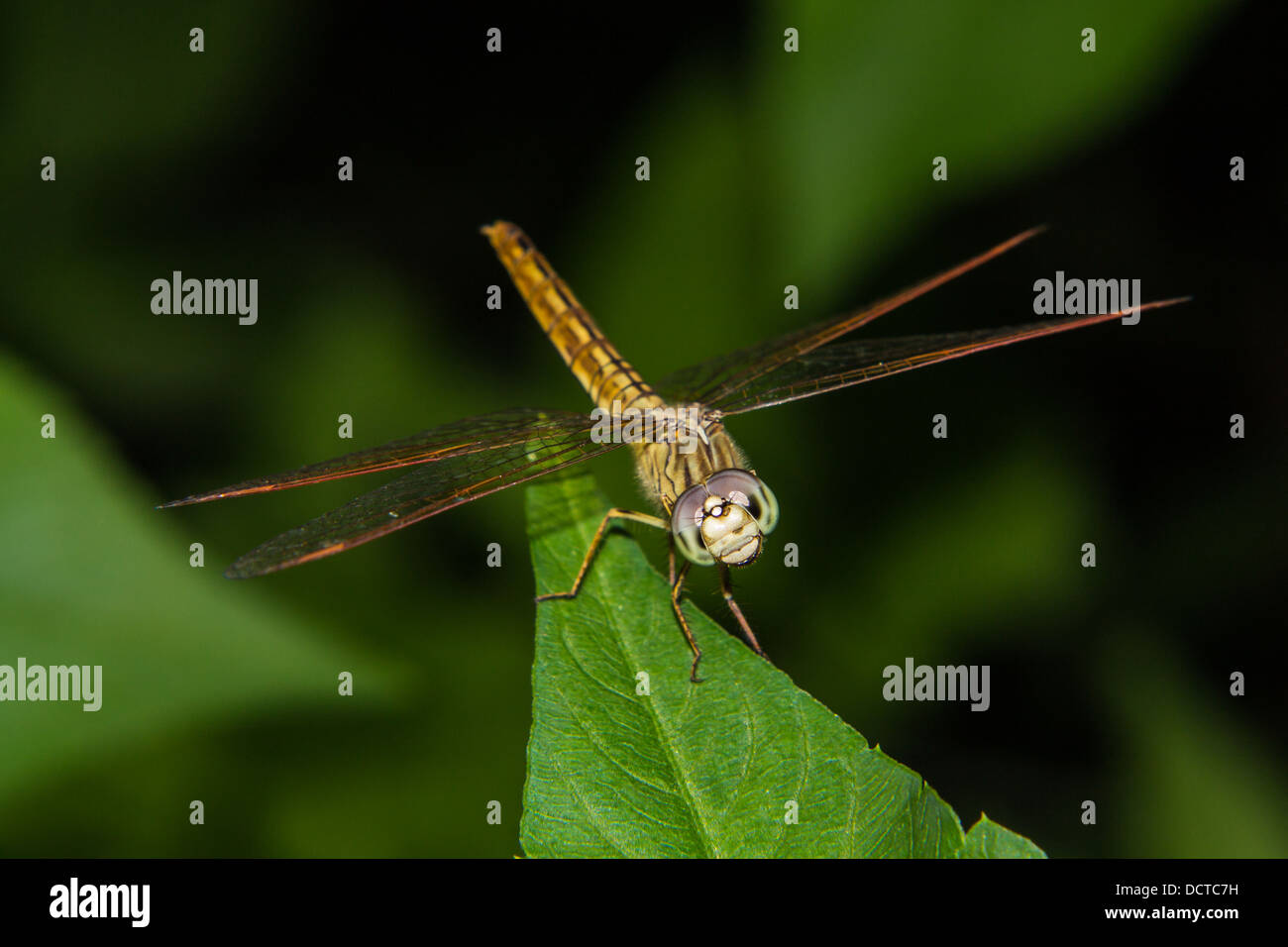 Green dragon stock hi-res stock photography and images - Alamy
