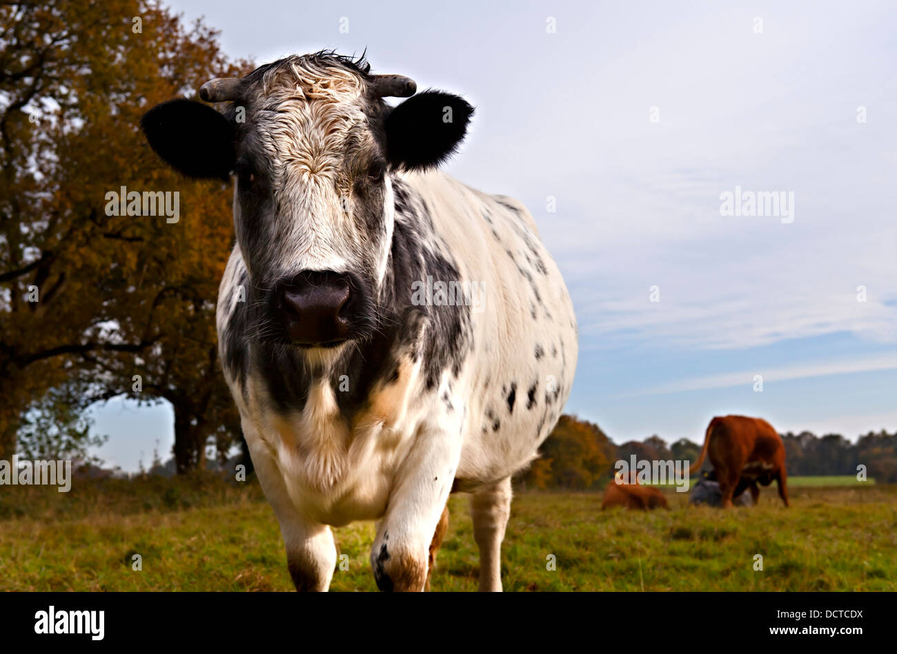 Big cow hi-res stock photography and images - Alamy