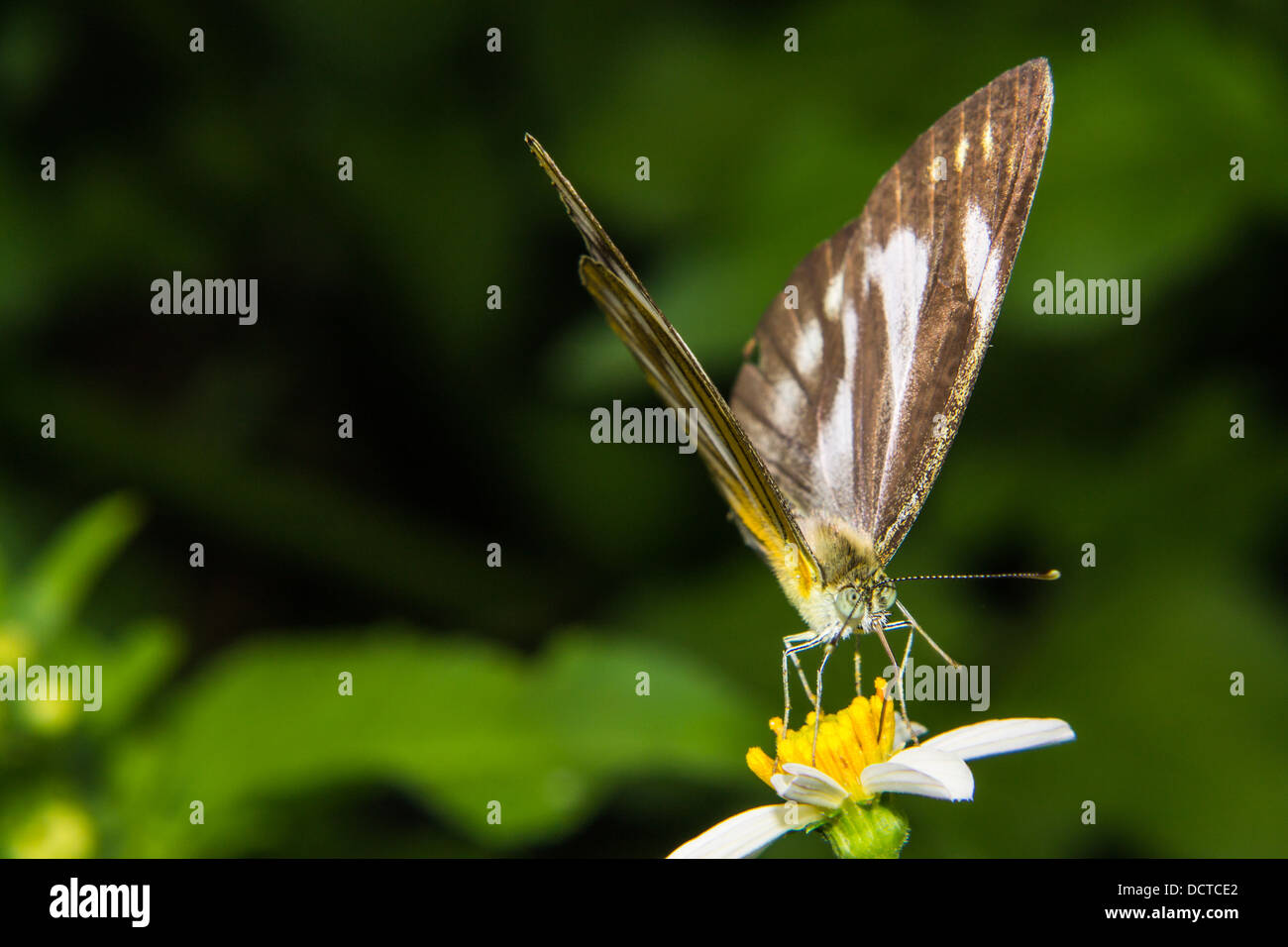 Close up butterfly feeding on hi-res stock photography and images - Alamy