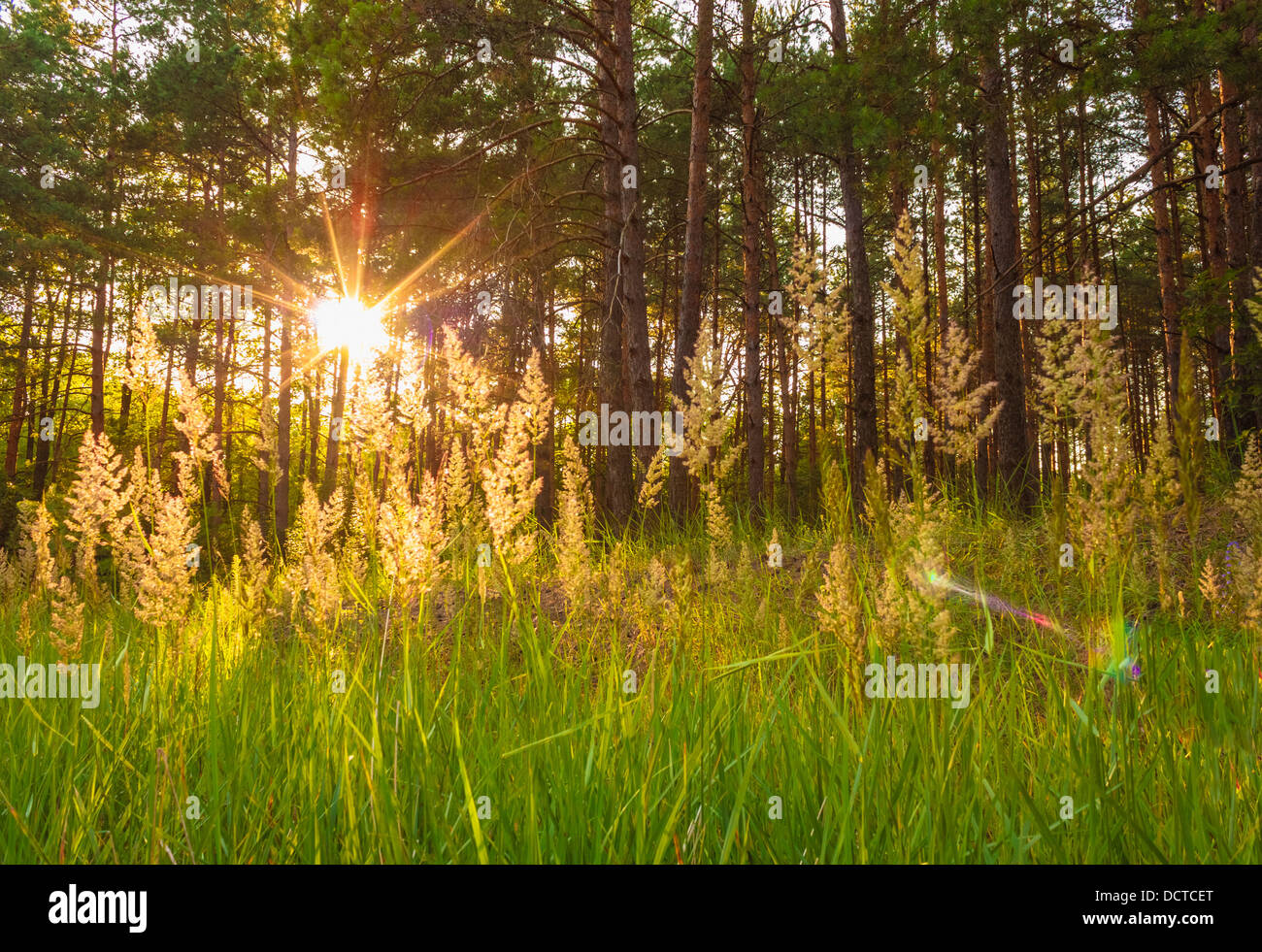 Sunlight In The Green Forest, Summer Time Stock Photo - Alamy