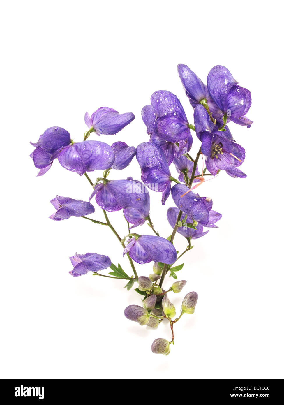 Aconitum napellus on a white background Stock Photo - Alamy