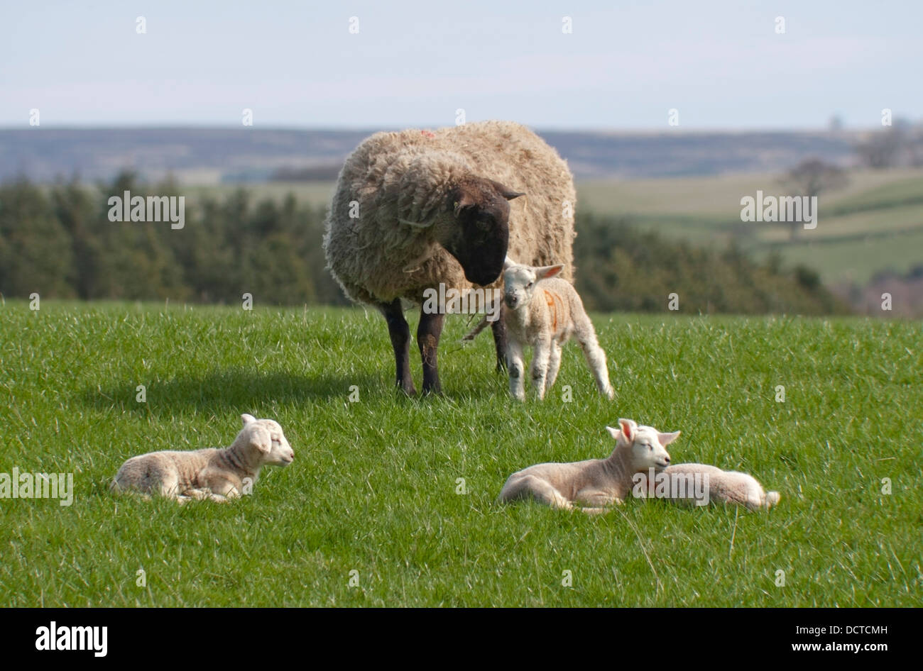 Sheep And Lambs Stock Photo - Alamy