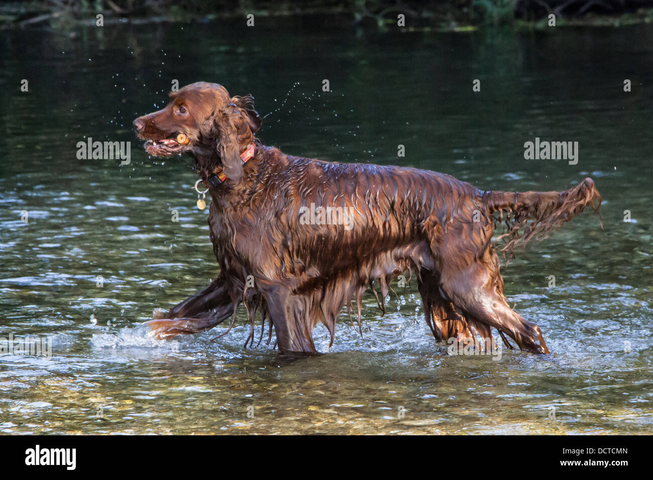 Adult playing stick in water hi-res stock photography and images - Alamy
