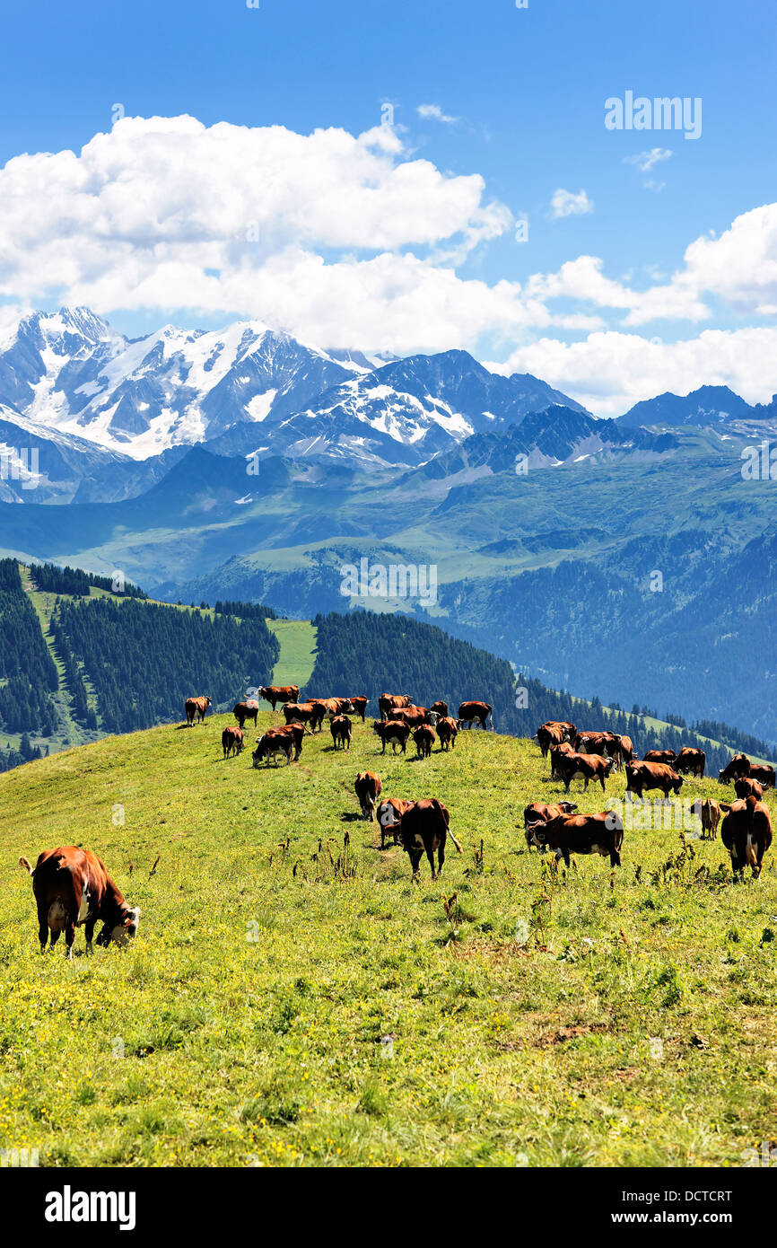 Alpine landscape with cows hi-res stock photography and images - Alamy