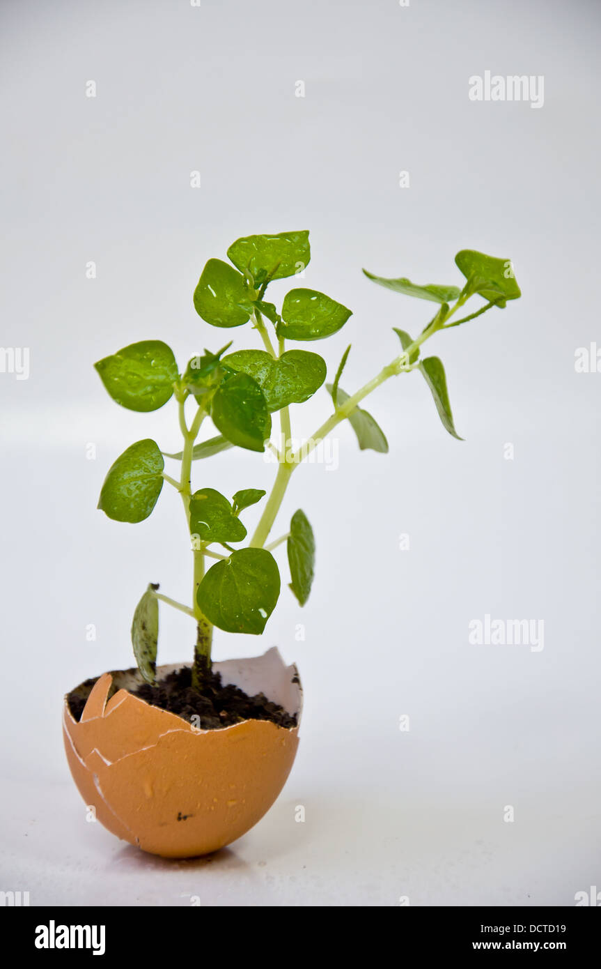 Tree seedling idea hi-res stock photography and images - Alamy