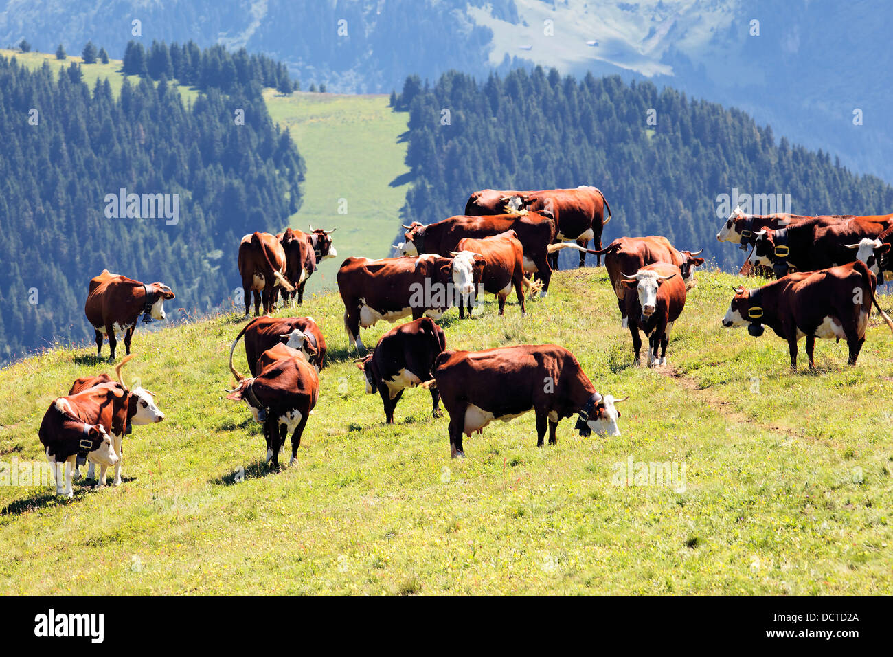 alpine landscape with cows Stock Photo - Alamy
