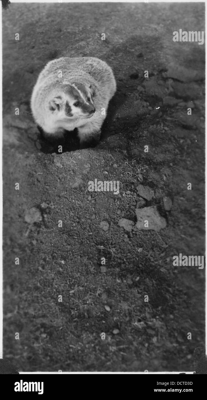 A close-up view of a badger, showcasing its distinct physical features ...