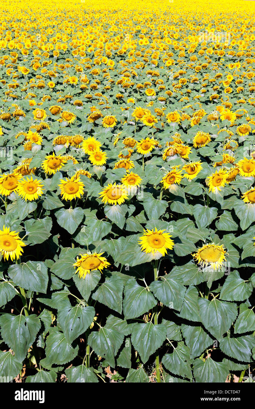 big sunflower field Stock Photo - Alamy