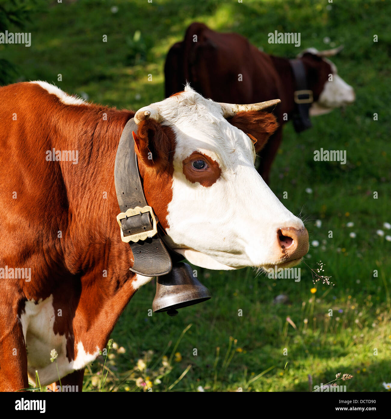 portrait of alpine cow Stock Photo - Alamy